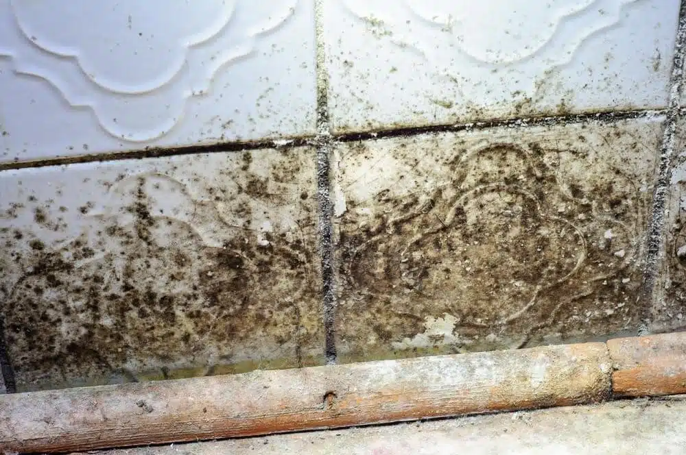 What to Do if Mould Keeps Coming Back? - i-sells.co.uk