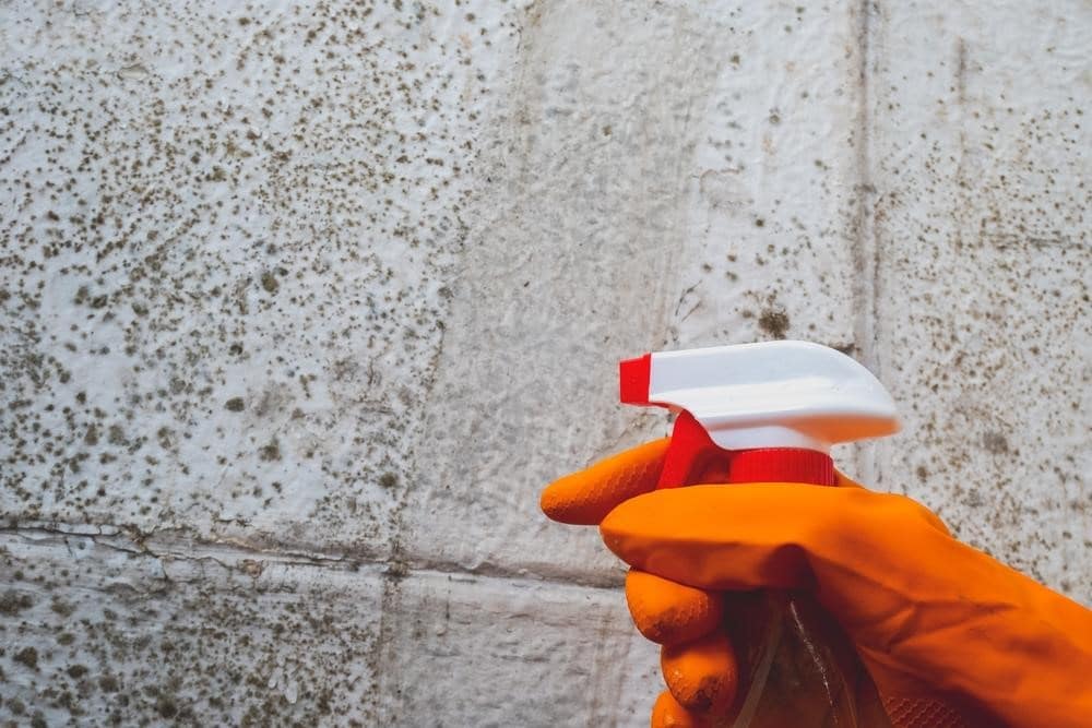 What to Do if Mould Keeps Coming Back? - i-sells.co.uk What to Do if Mould Keeps Coming Back? - i-sells.co.uk
